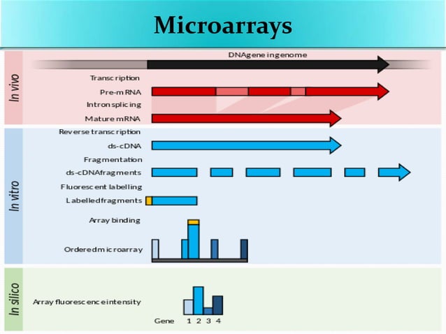 Transcriptomics: A time efficient tool for crop improvement | PPTX ...