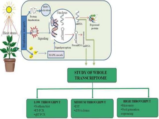 Transcriptomics: A time efficient tool for crop improvement | PPTX ...