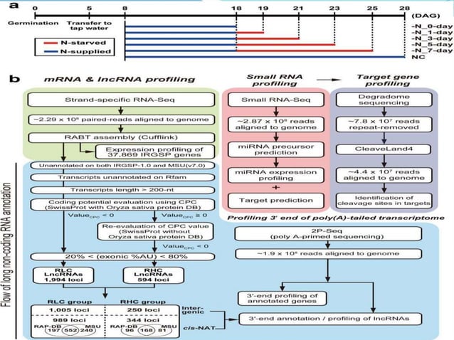 Transcriptomics: A time efficient tool for crop improvement | PPTX ...