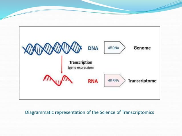 Transcriptomics: A time efficient tool for crop improvement | PPTX ...