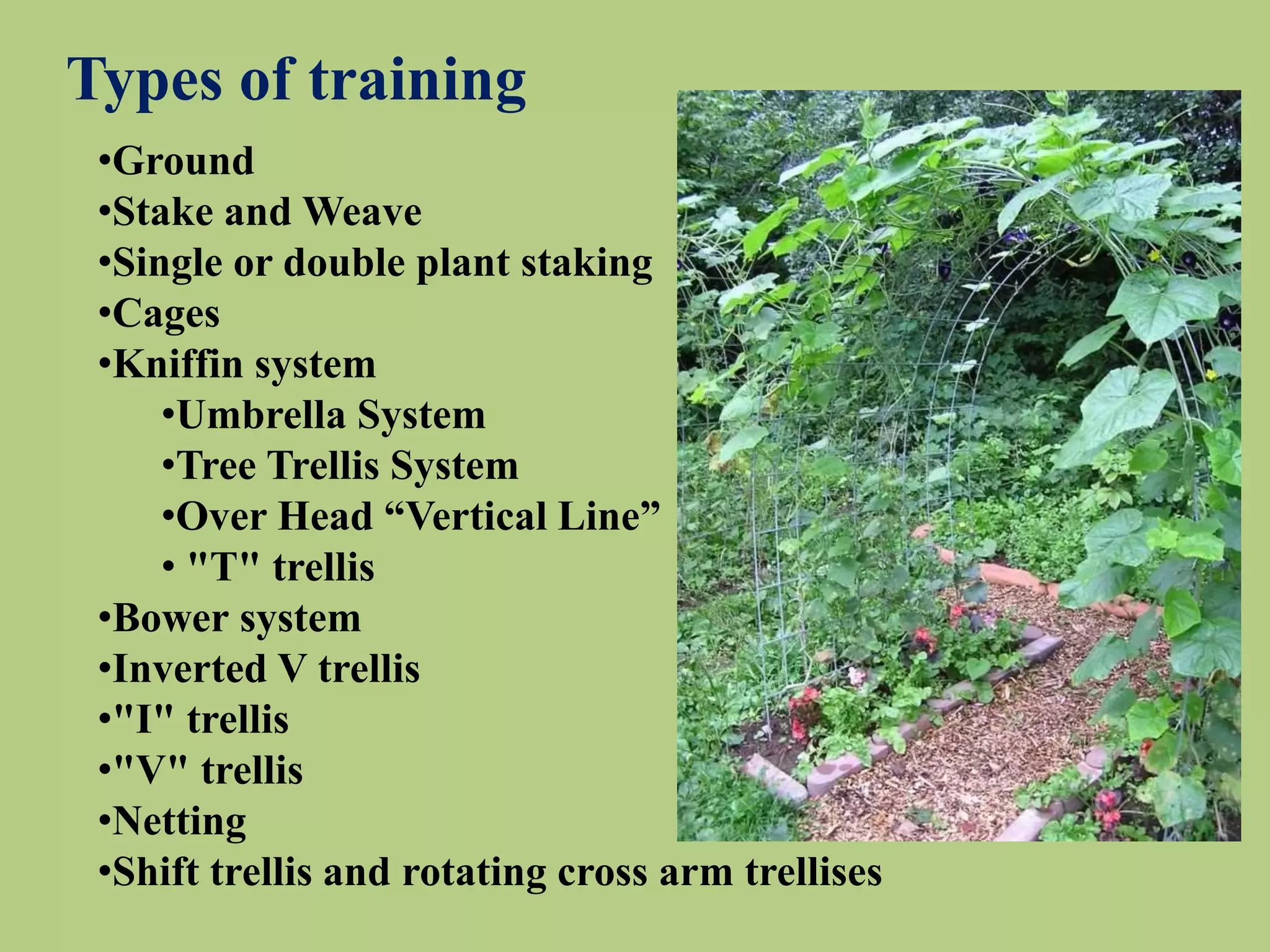 training and pruning methods of cucurbits | PPTX