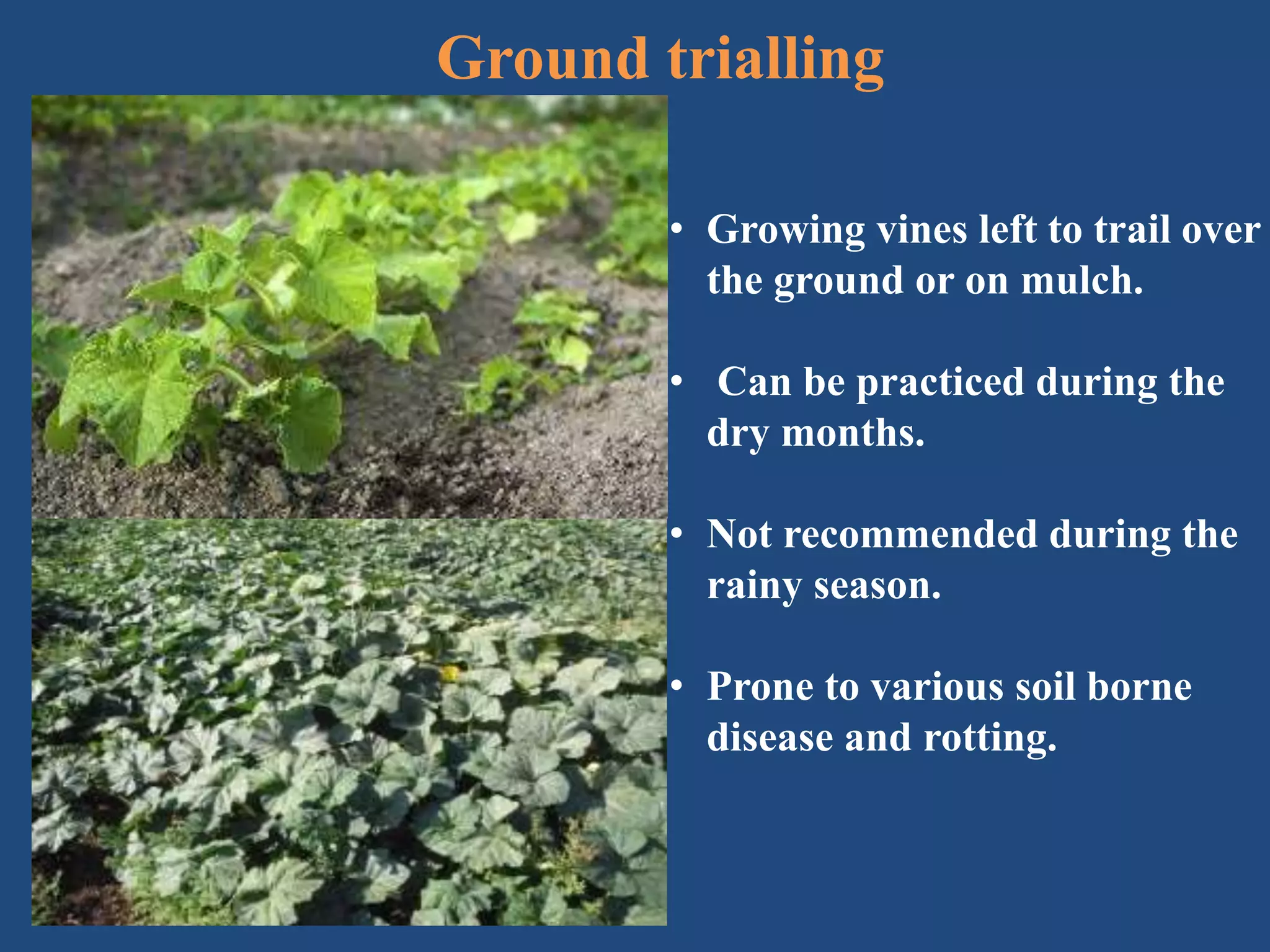 training and pruning methods of cucurbits | PPTX