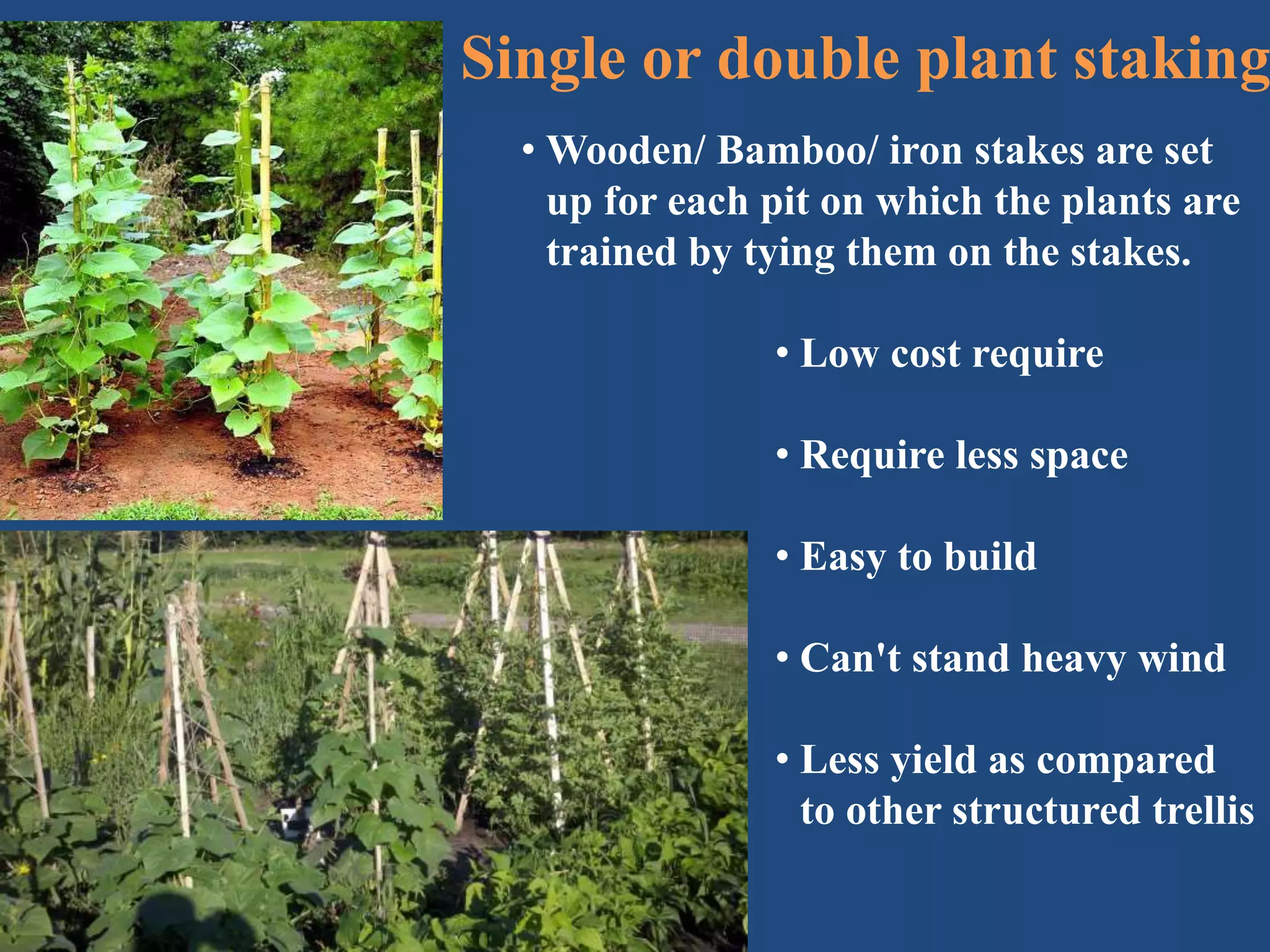 training and pruning methods of cucurbits | PPTX