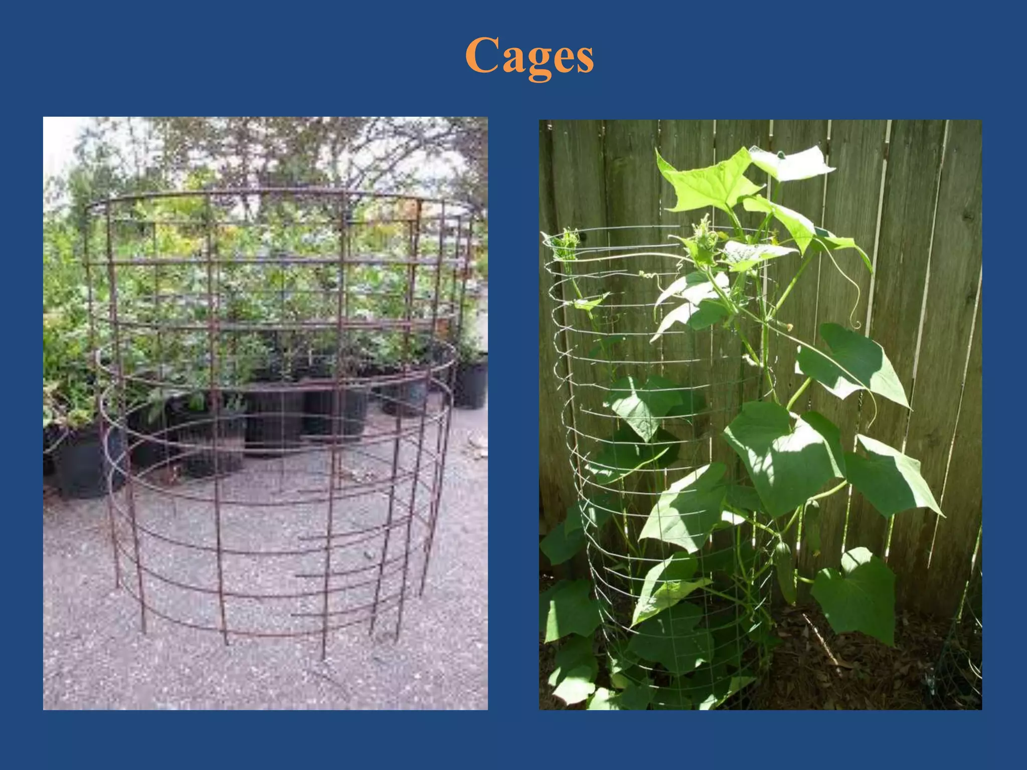 training and pruning methods of cucurbits | PPTX