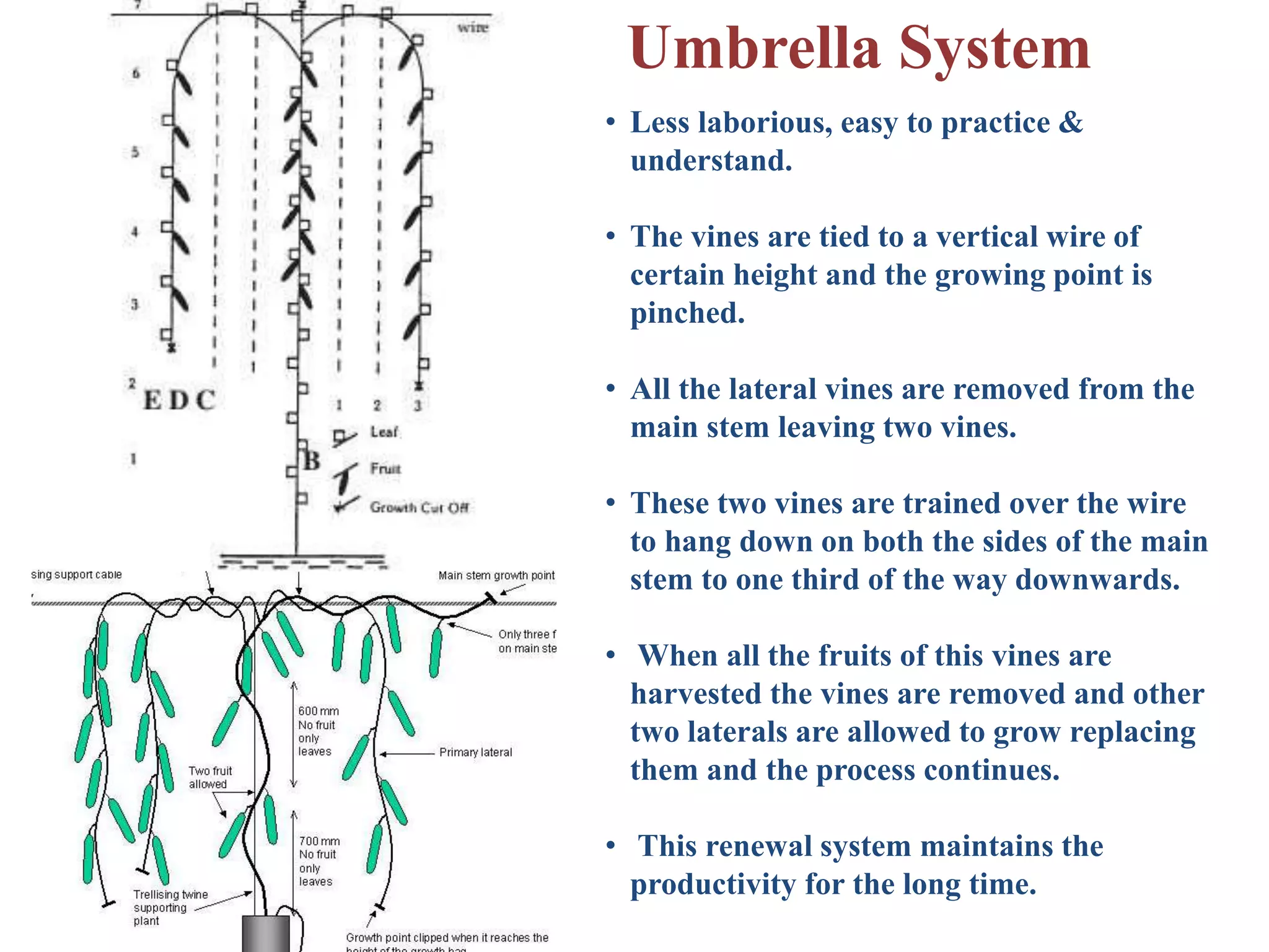 training and pruning methods of cucurbits | PPTX