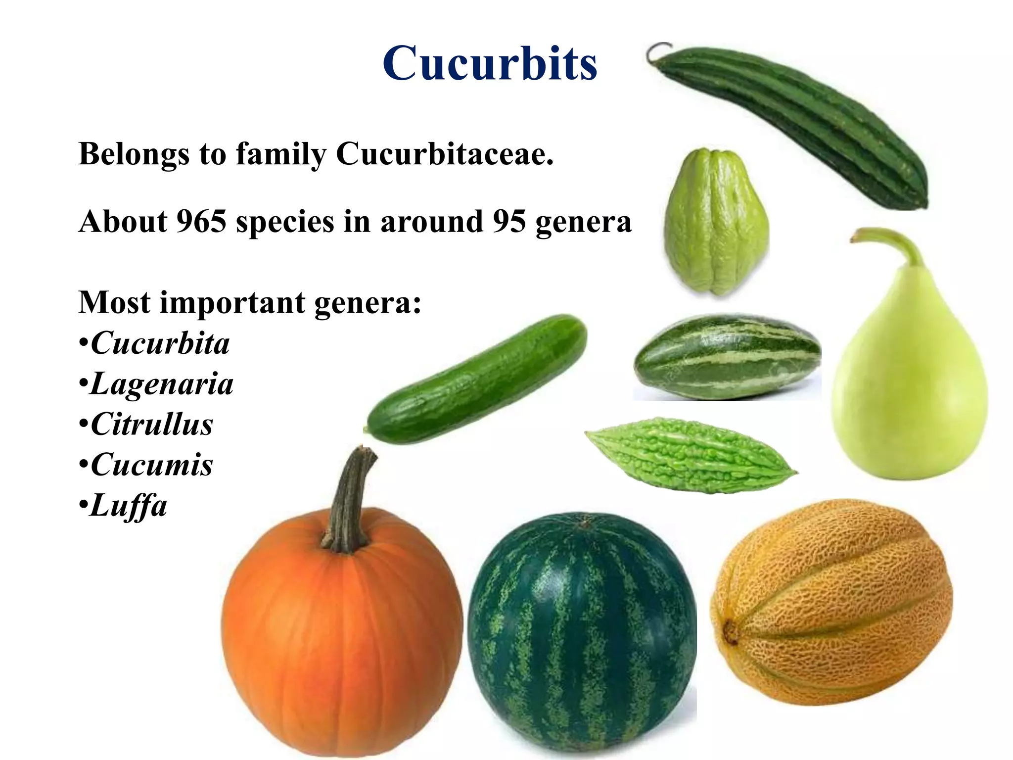 training and pruning methods of cucurbits | PPTX