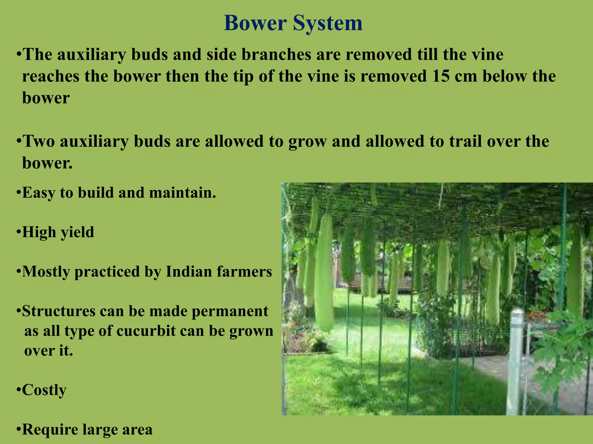 training and pruning methods of cucurbits | PPTX
