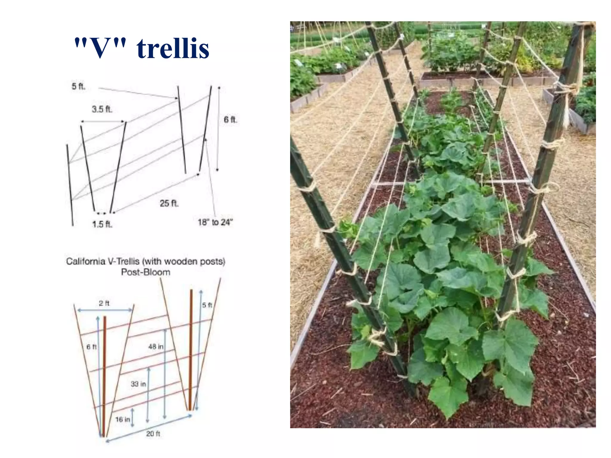 training and pruning methods of cucurbits | PPTX