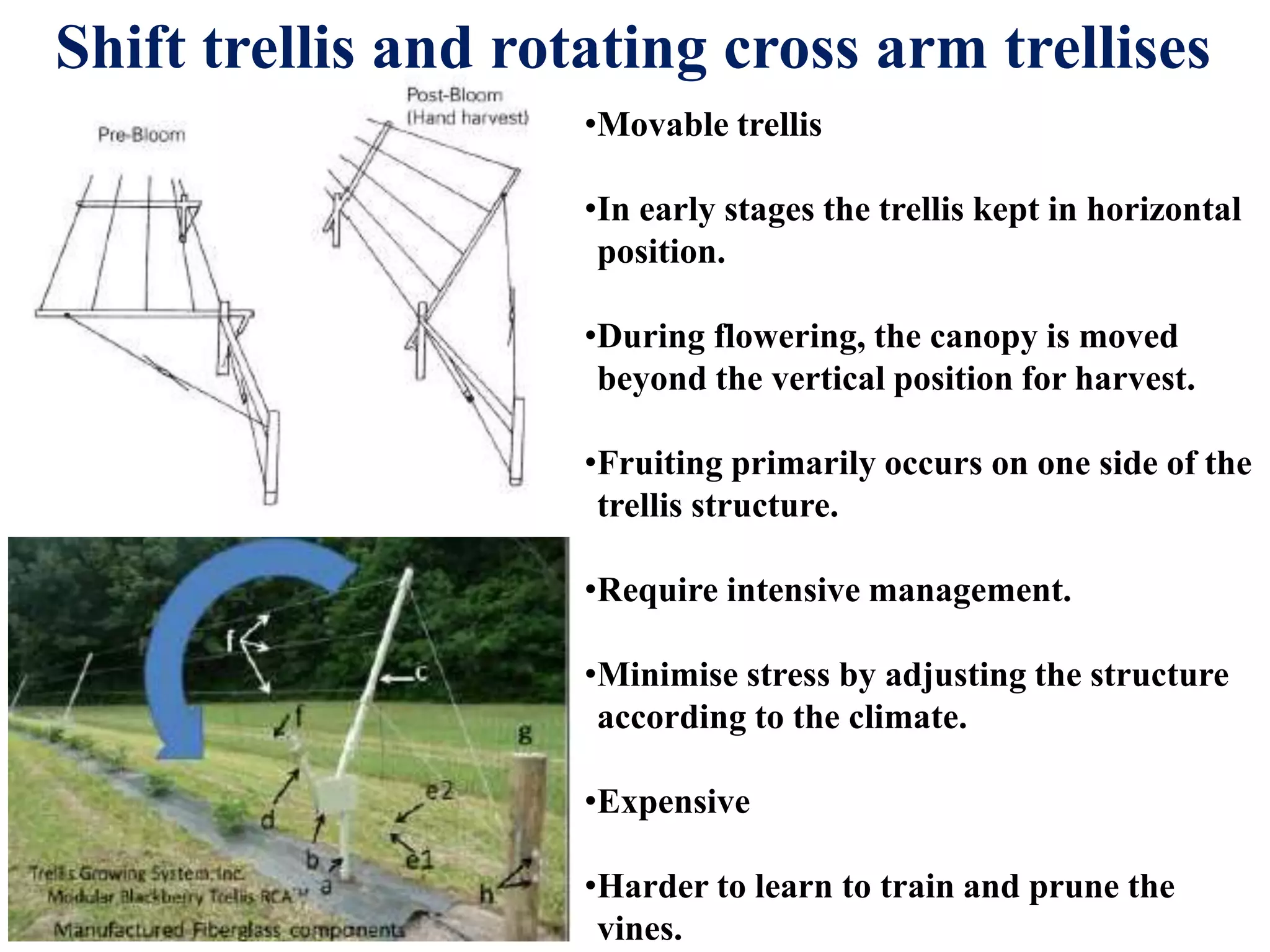 training and pruning methods of cucurbits | PPTX