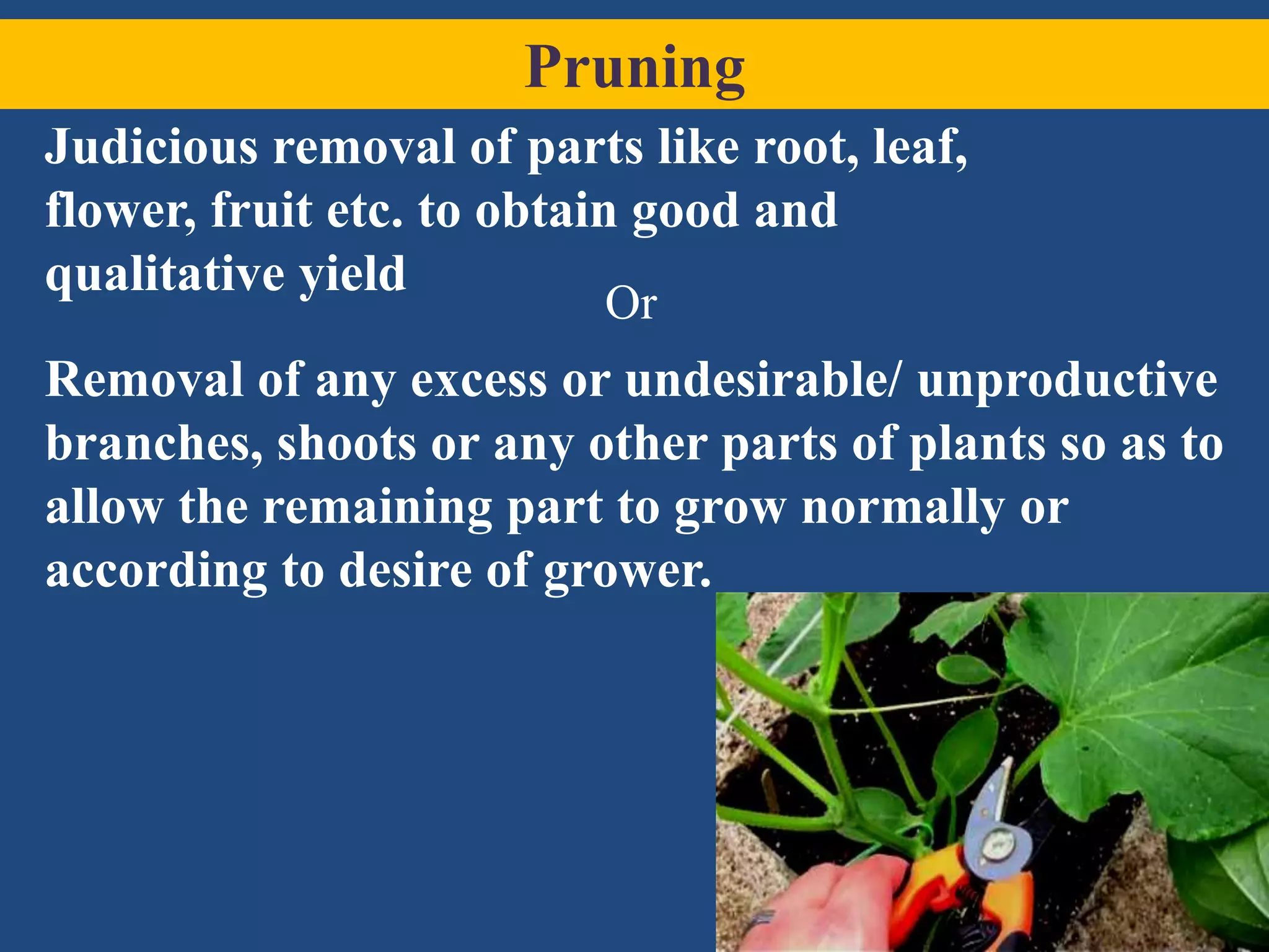 training and pruning methods of cucurbits | PPTX