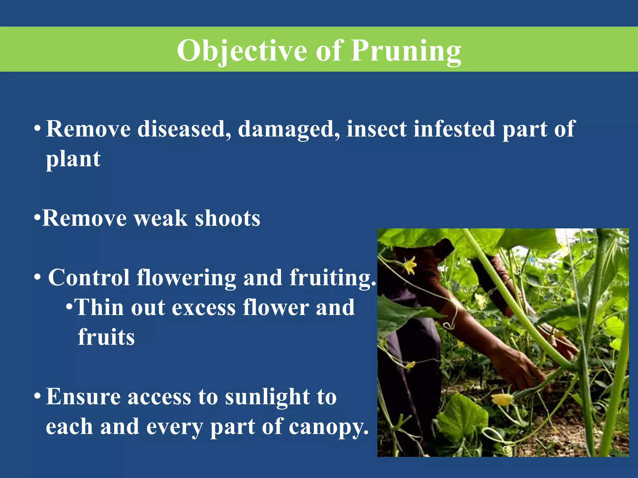 training and pruning methods of cucurbits | PPTX
