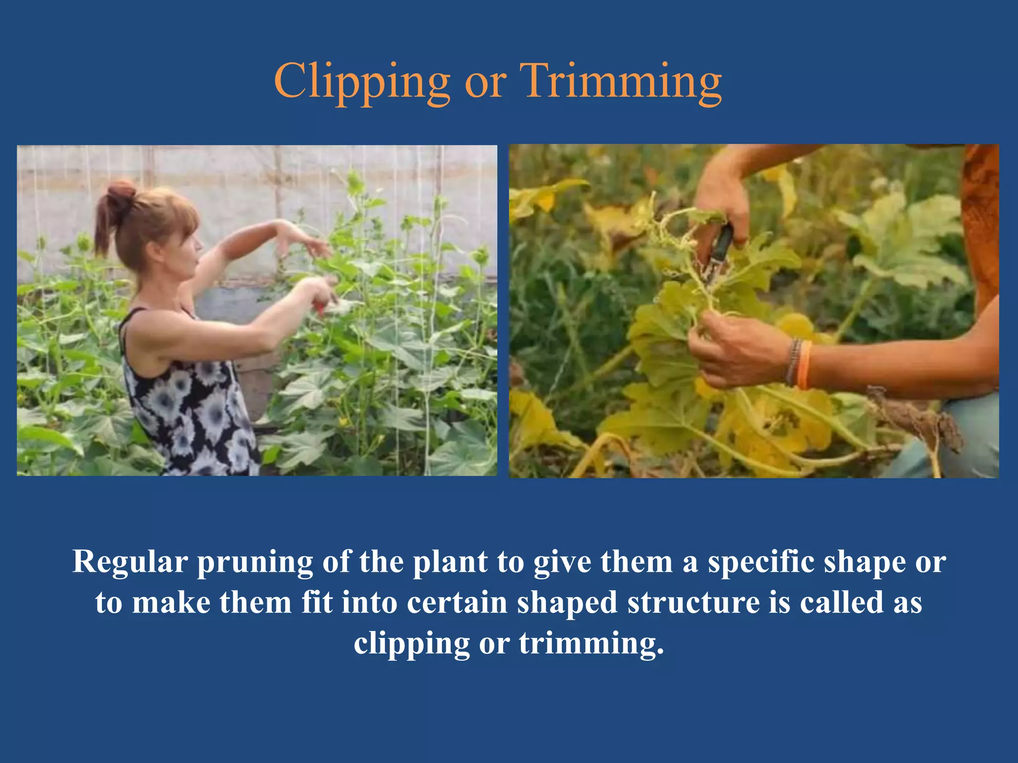 training and pruning methods of cucurbits | PPTX