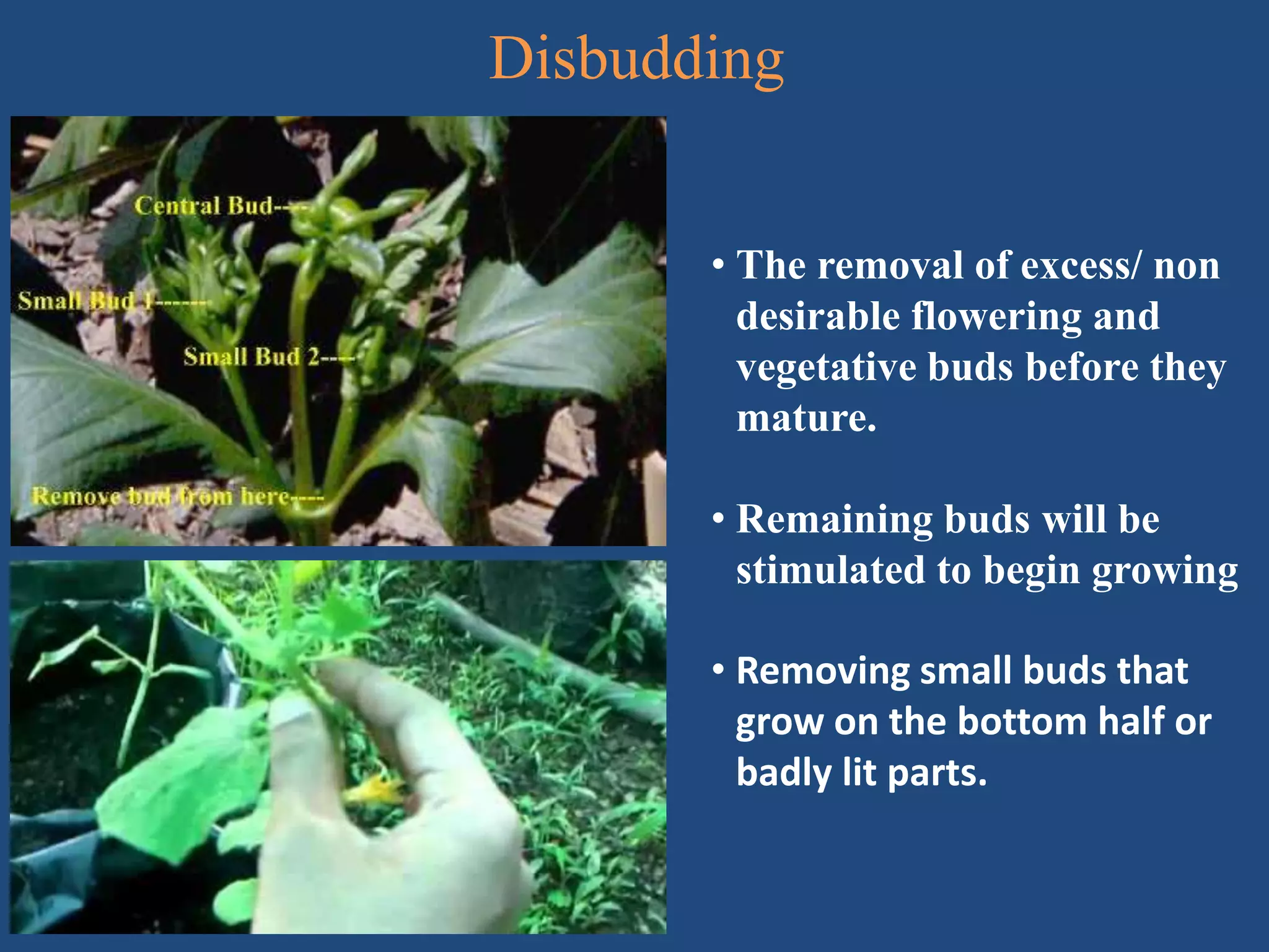 training and pruning methods of cucurbits | PPTX