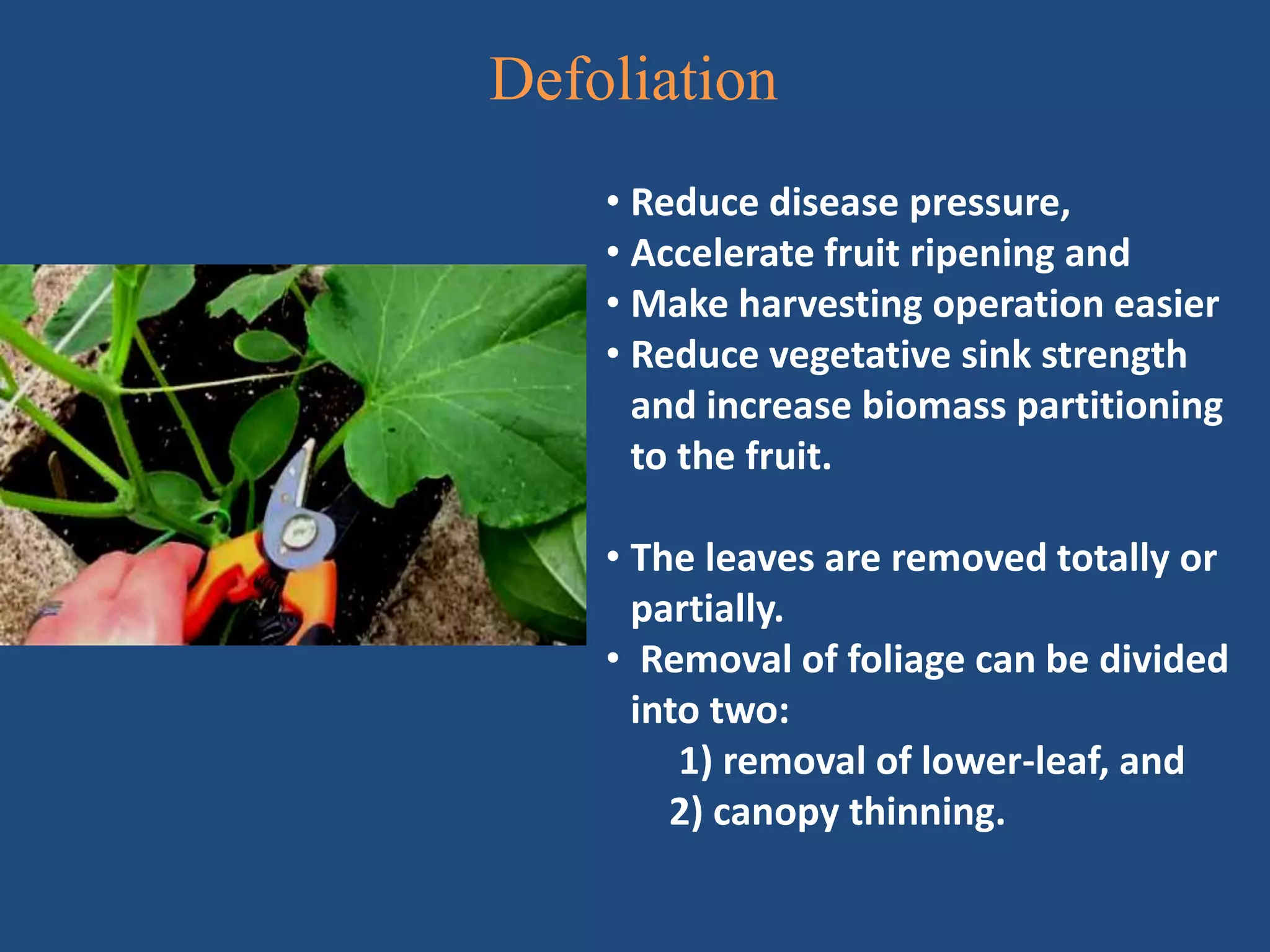 training and pruning methods of cucurbits | PPTX