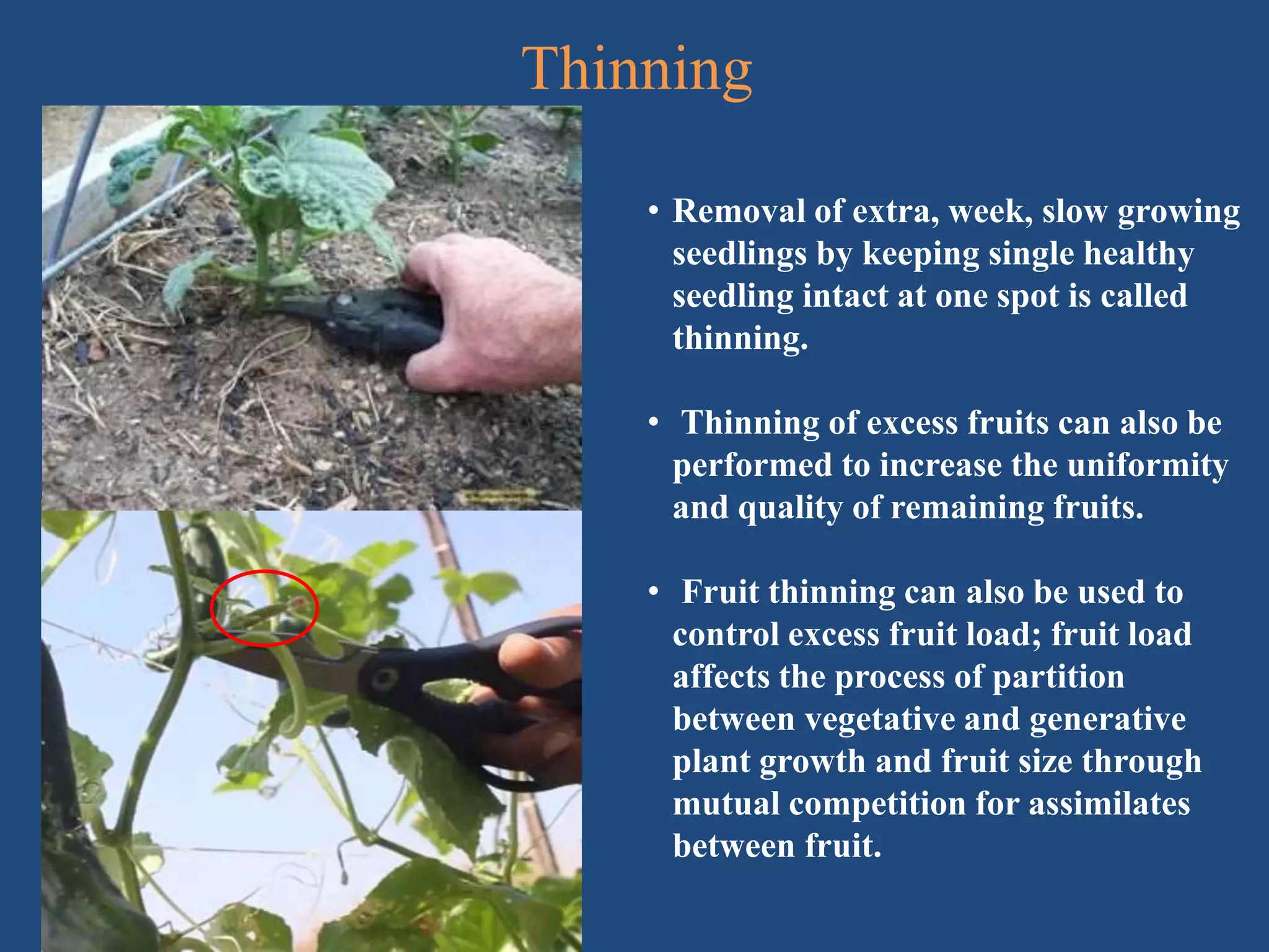 training and pruning methods of cucurbits | PPTX