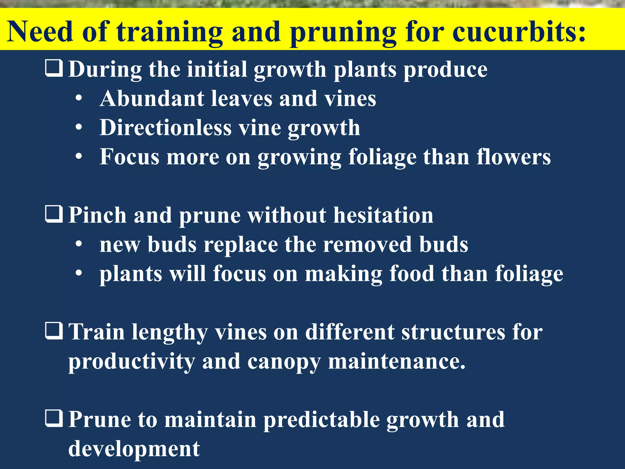training and pruning methods of cucurbits | PPTX