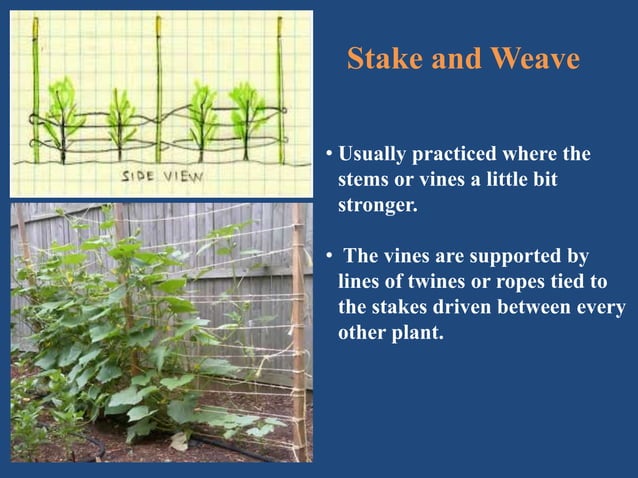 training and pruning methods of cucurbits | PPTX | Agriculture | Industries