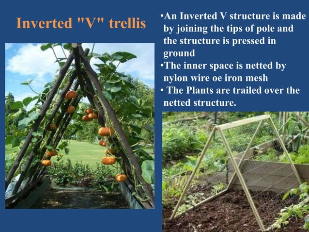 training and pruning methods of cucurbits | PPTX | Agriculture | Industries
