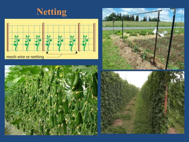 training and pruning methods of cucurbits | PPTX | Agriculture | Industries