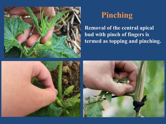 training and pruning methods of cucurbits | PPTX | Agriculture | Industries