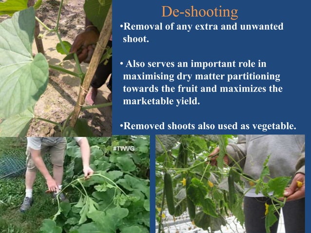 training and pruning methods of cucurbits | PPTX | Agriculture | Industries