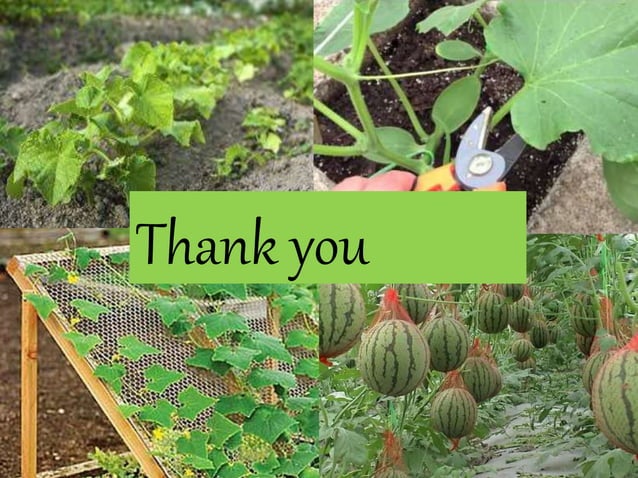 training and pruning methods of cucurbits | PPTX | Agriculture | Industries