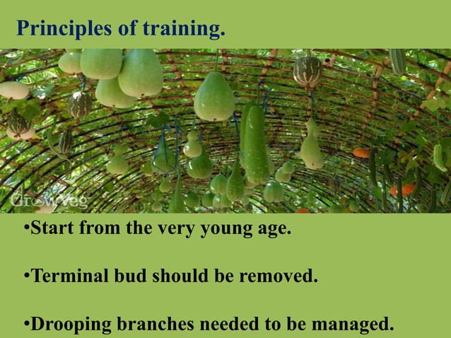 training and pruning methods of cucurbits | PPTX | Agriculture | Industries