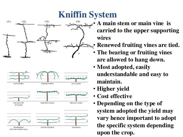 training and pruning methods of cucurbits