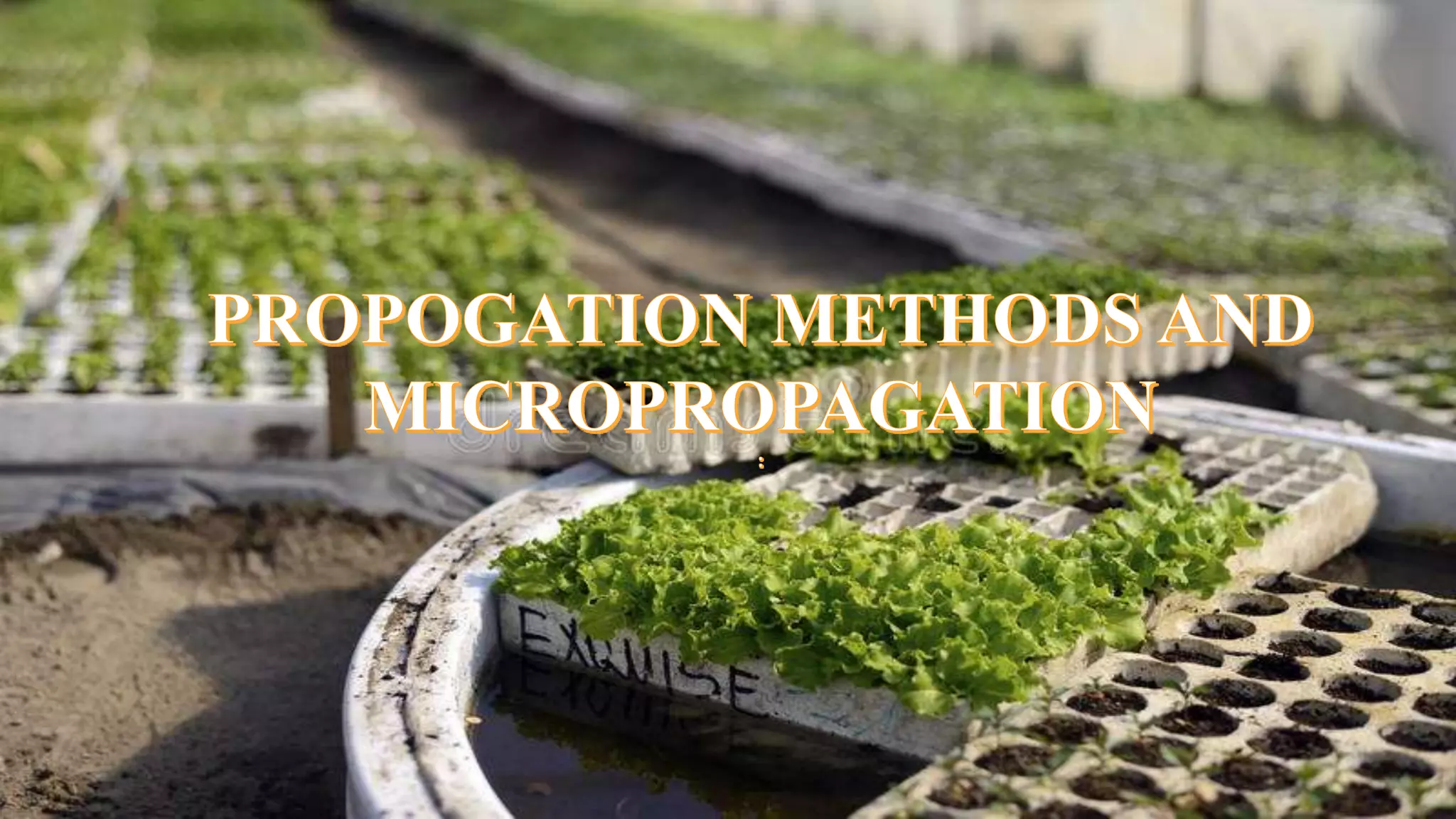 SPICE CROPS: Production, Breeding & Biotechnological Techniques for ...