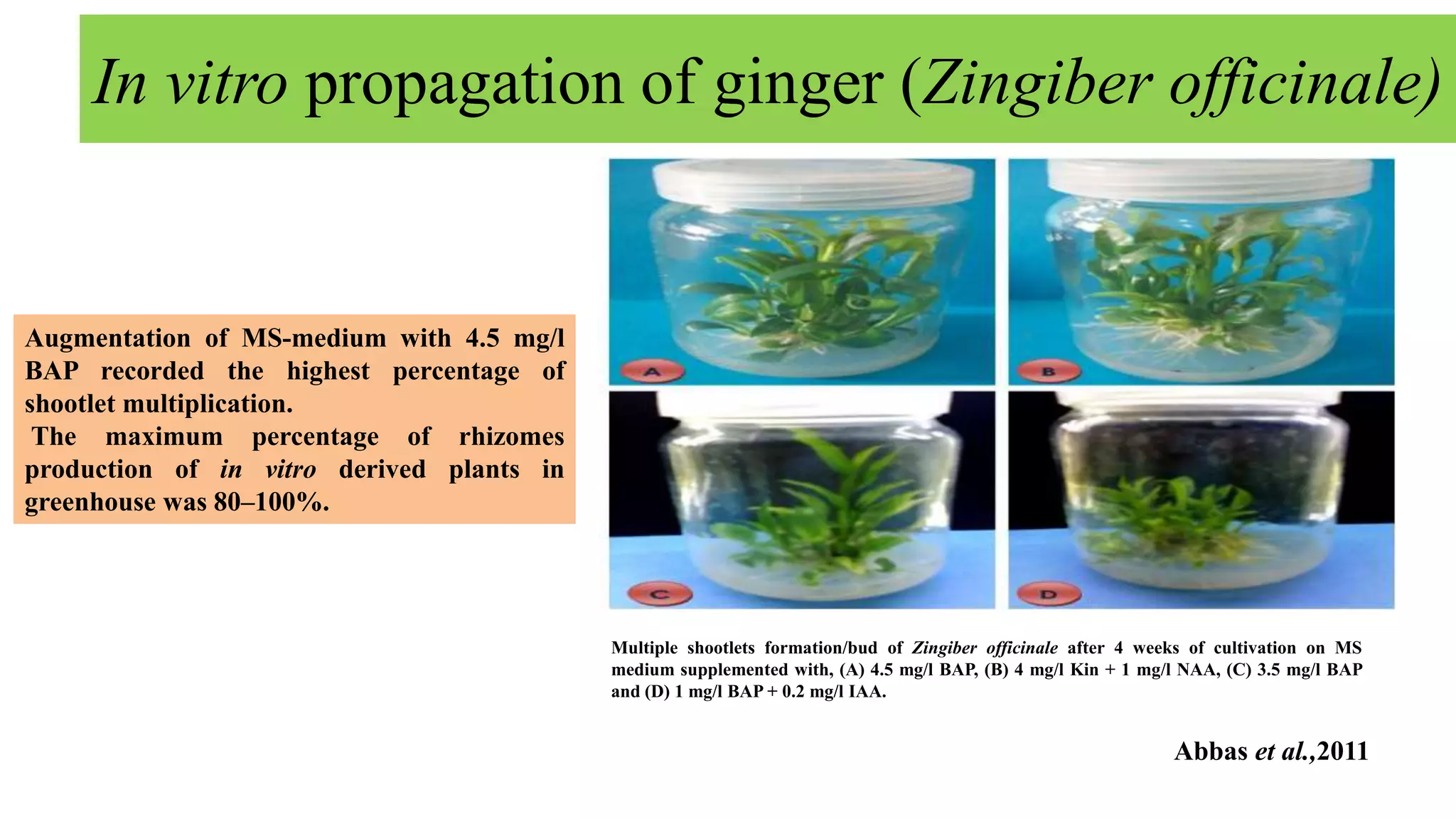 SPICE CROPS: Production, Breeding & Biotechnological Techniques for ...