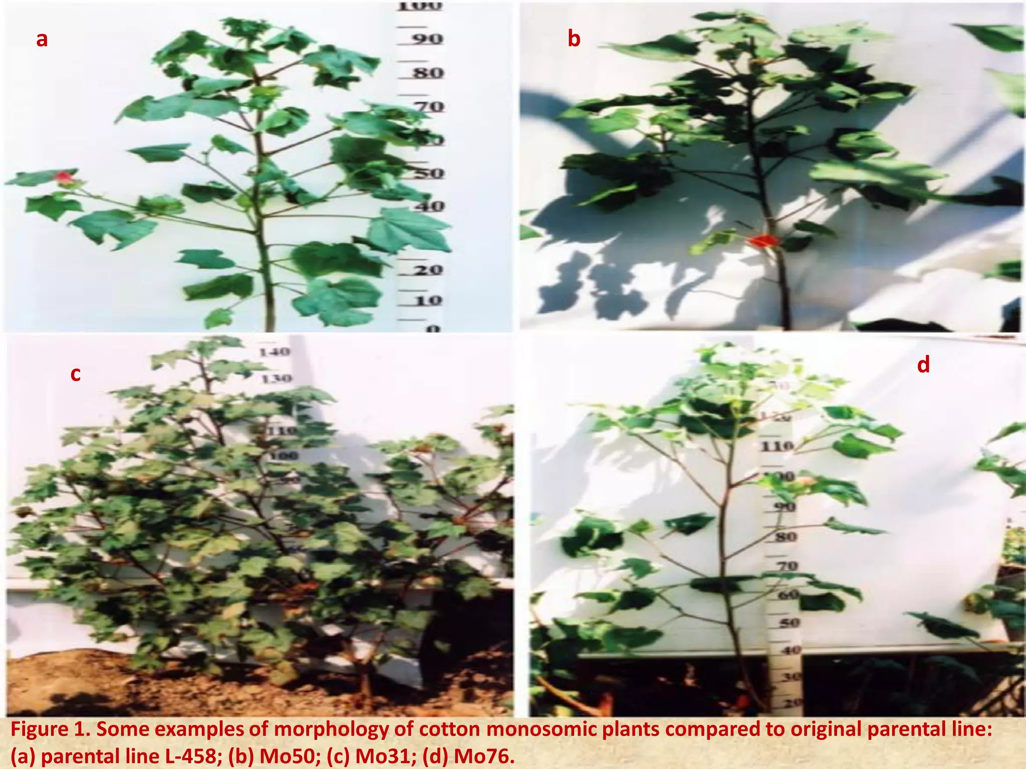 monosomics and their role in cytogenetics | PDF