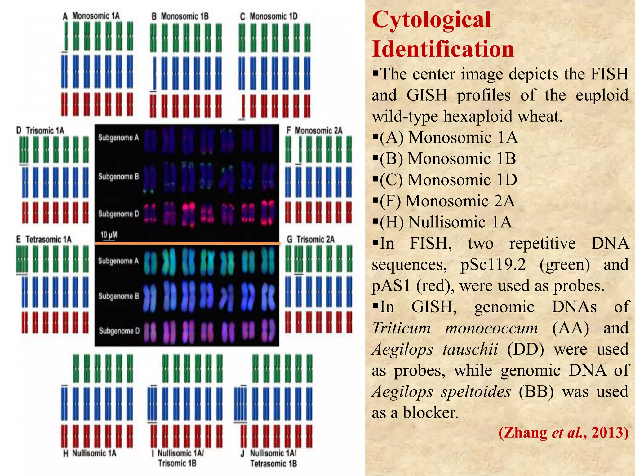monosomics and their role in cytogenetics | PDF