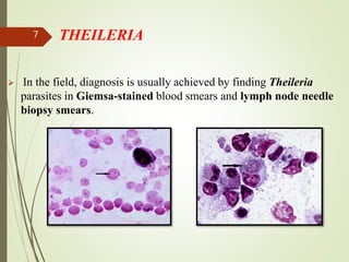 DIAGNOSTIC ADVANCES IN HAEMOPROTOZOAN INFECTIONS OF LIVESTOCK | PPTX
