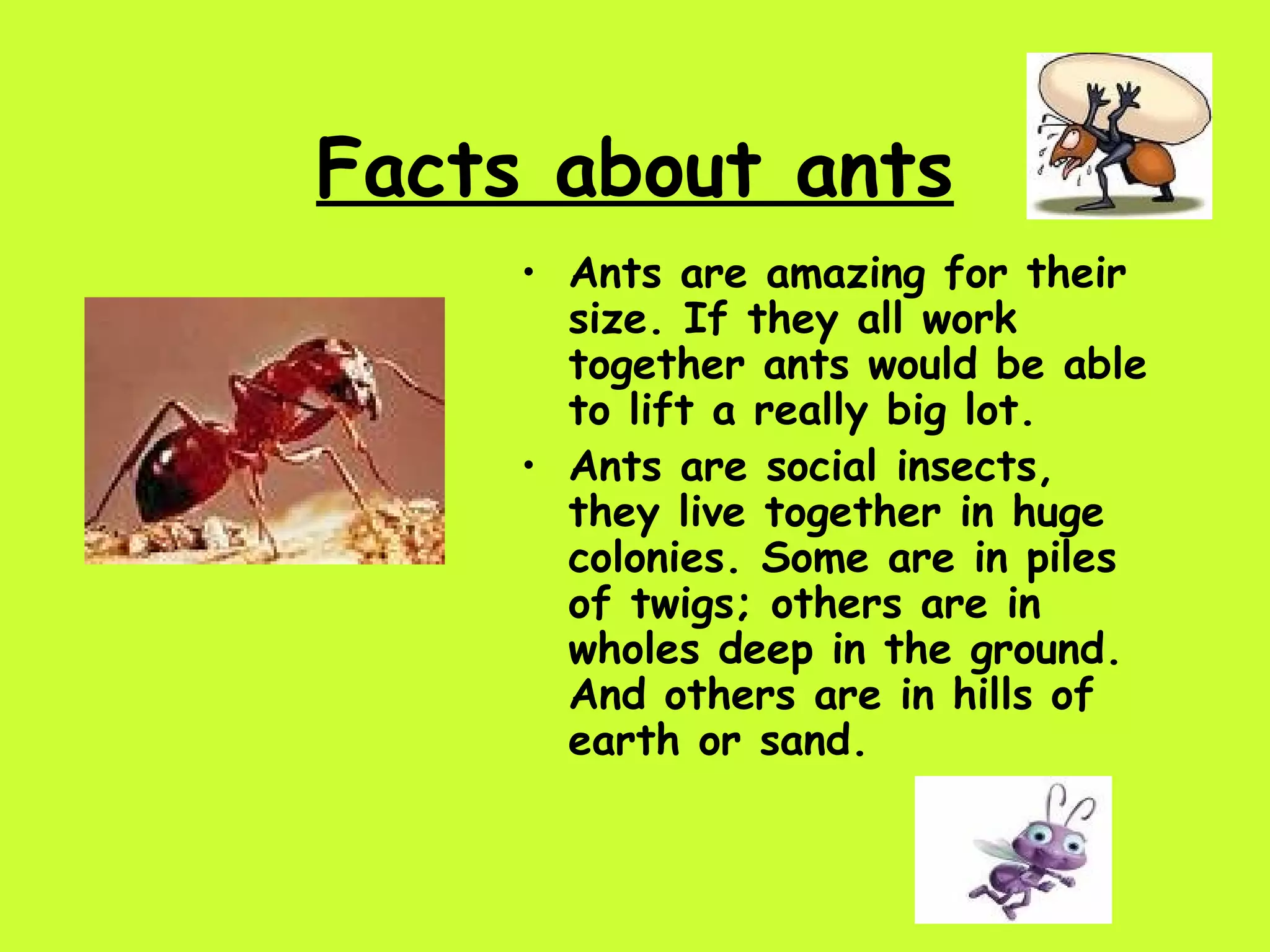 Creepy Crawlies Final Version | PPT