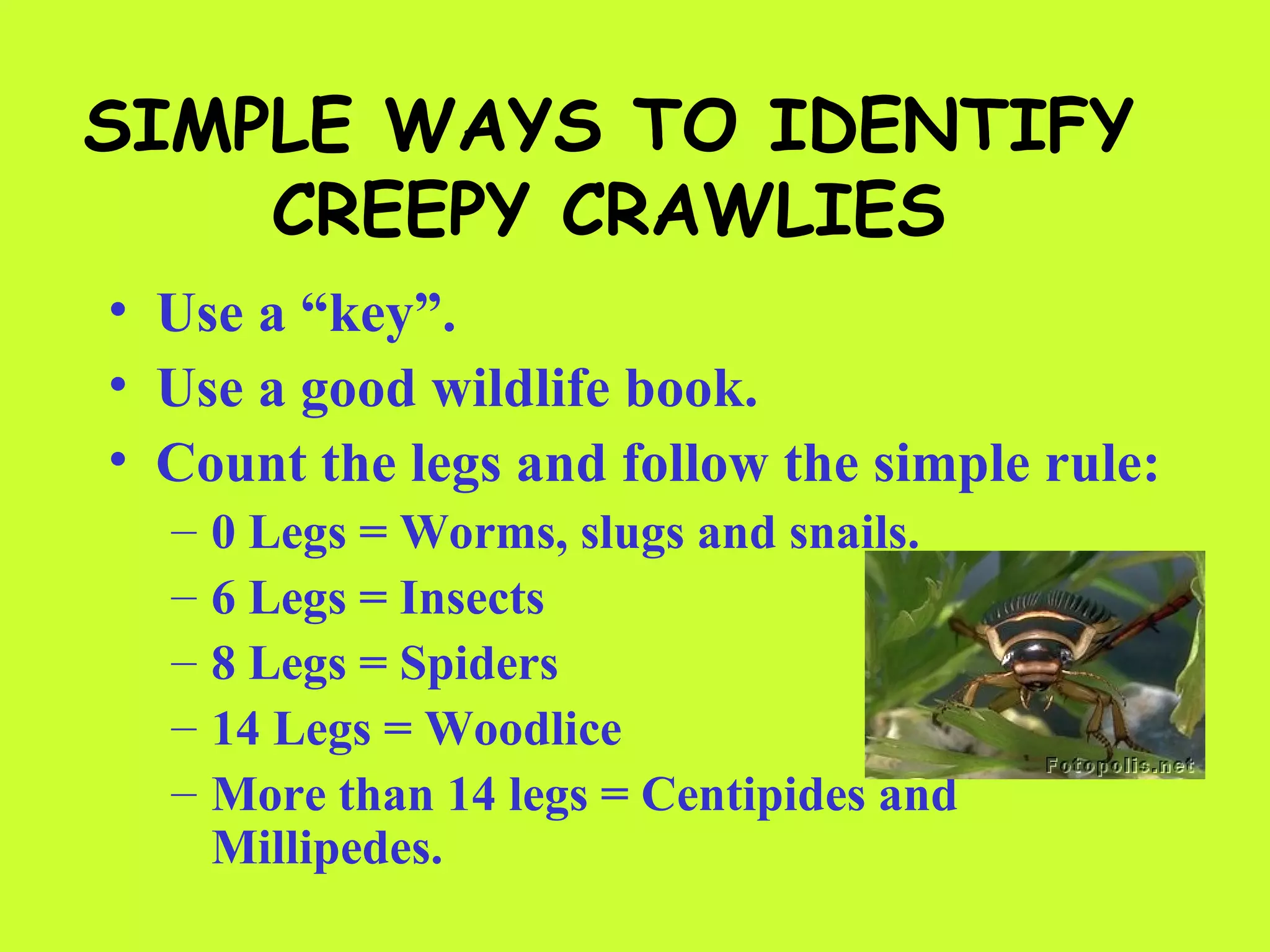 Creepy Crawlies Final Version | PPT