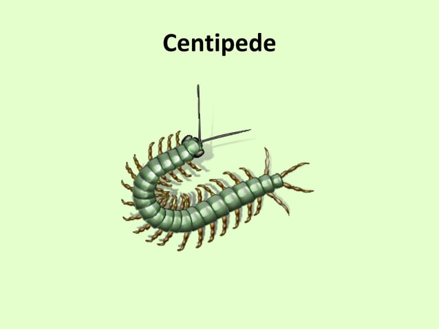 Creepy Crawlies Ppt