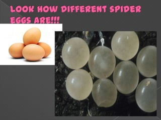 Creepy crawly spiders | PPT