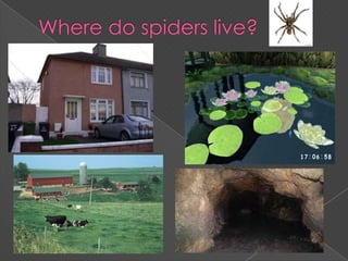 Creepy crawly spiders | PPT