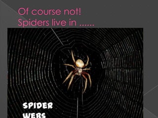 Creepy crawly spiders | PPT