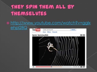 Creepy crawly spiders | PPT