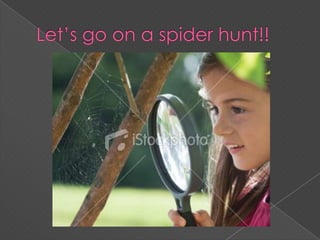 Creepy crawly spiders | PPT