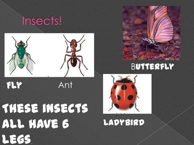 Creepy crawly spiders | PPT