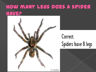 Creepy crawly spiders | PPT