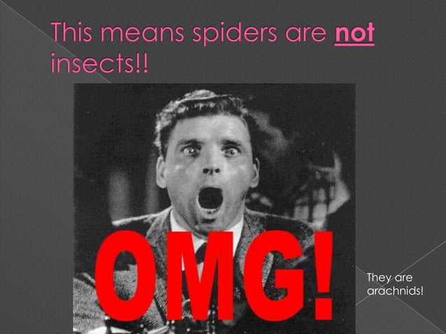 Creepy crawly spiders | PPT