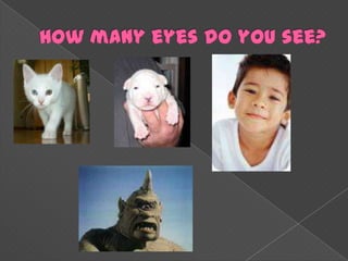 Creepy crawly spiders | PPT