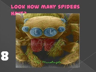 Creepy crawly spiders | PPT