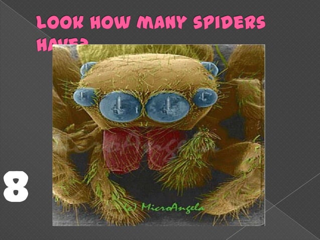 Creepy crawly spiders | PPT