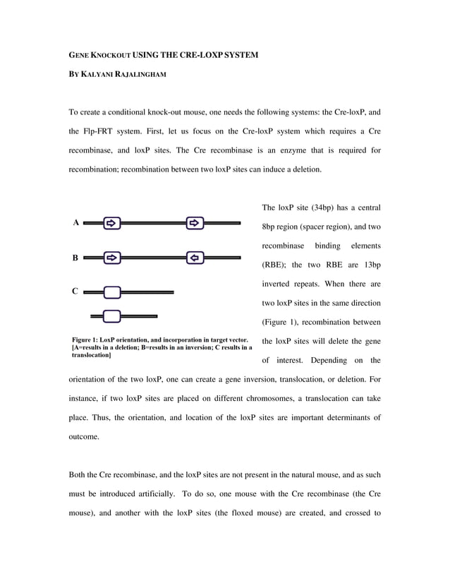 The Cre-LoxP System | PDF
