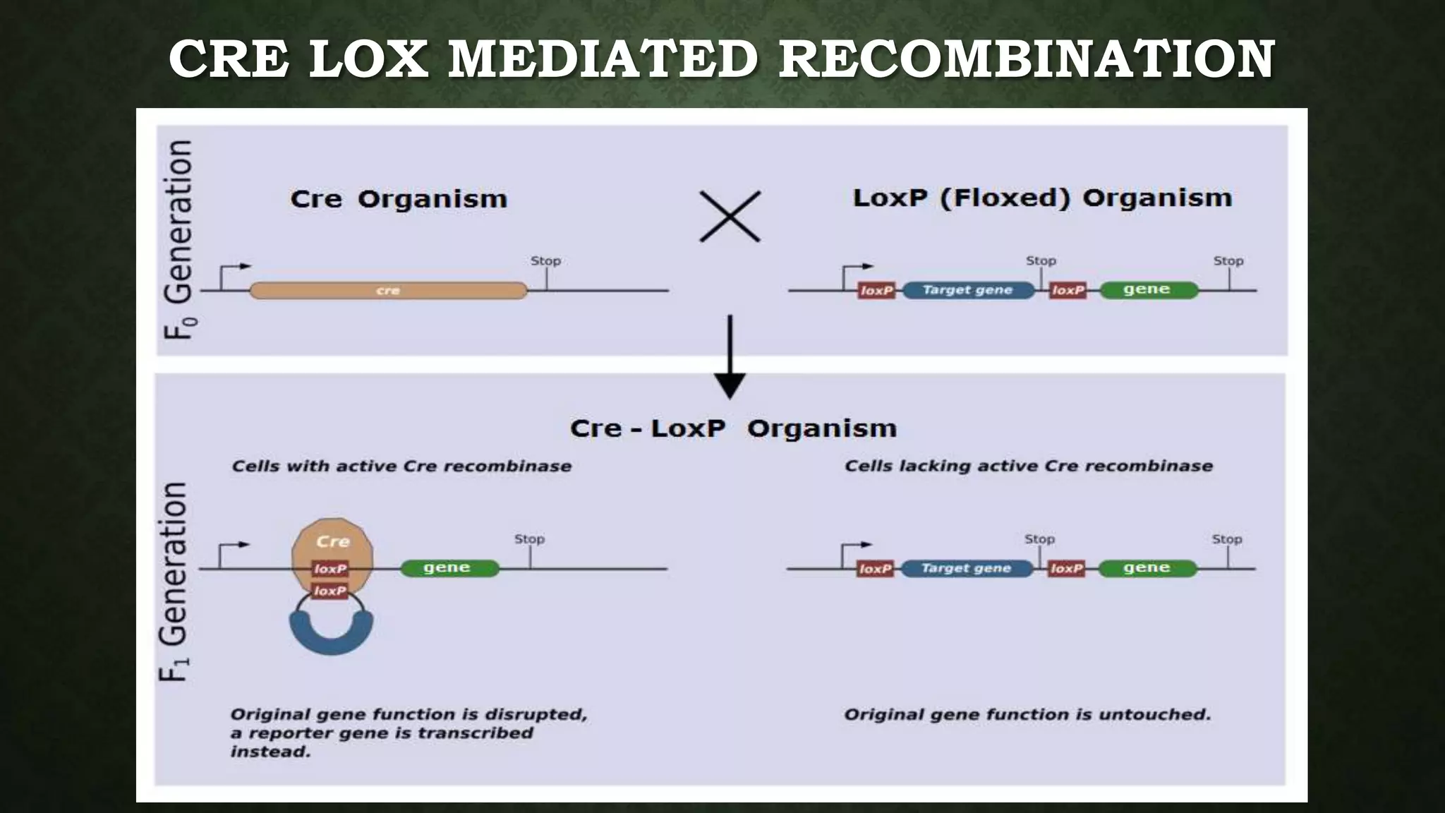 CRE/LOX Mediated Recombination System | PPT