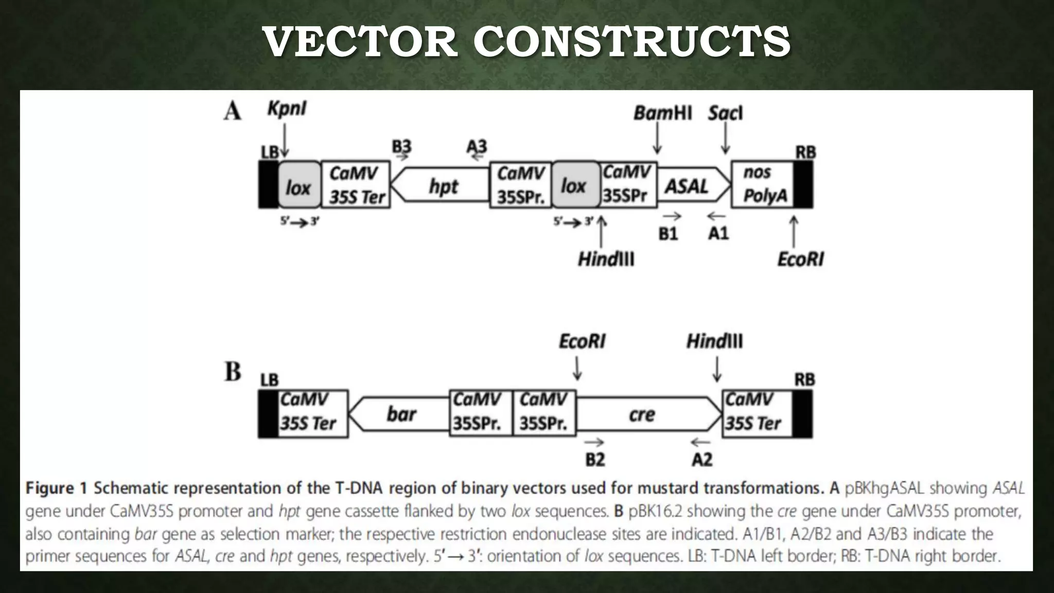 CRE/LOX Mediated Recombination System | PPTX